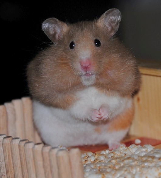 113. Fotowettbewerb "Dicke Backen" - Fotowettbewerbe des Hamsterhilfe ...