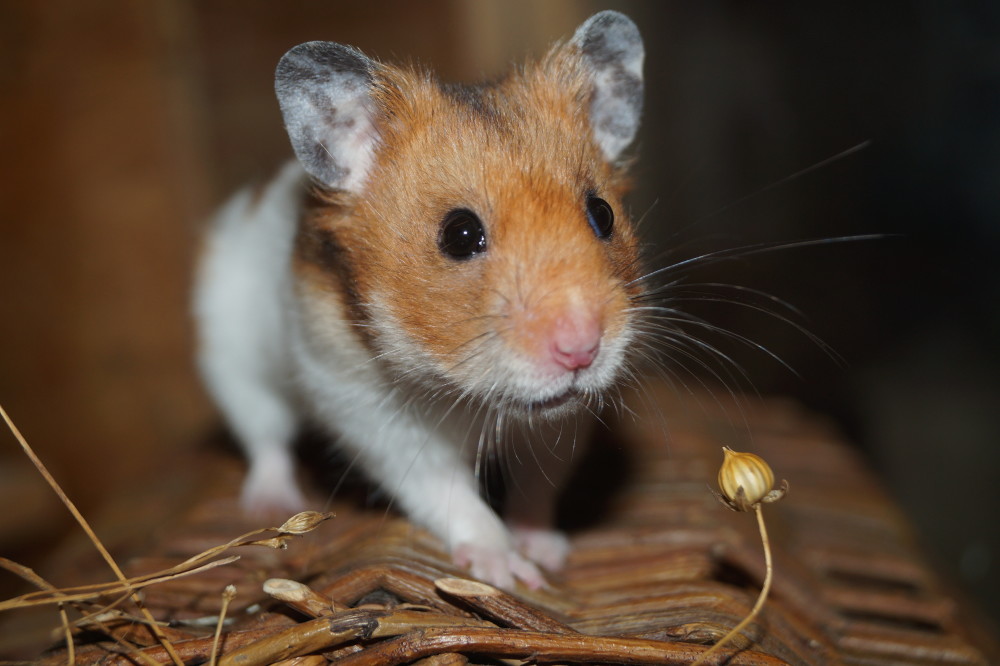 Vermittlung – Hamsterhilfe NRW e.V.