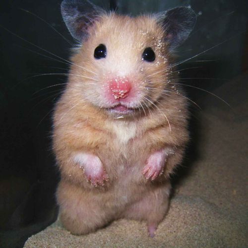 15. Fotowettbewerb: „goldigster Goldhamster“ – Hamsterhilfe NRW e.V.
