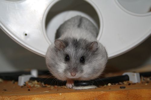 5. Fotowettbewerb „Hamster mit vollen Backentaschen“ – Hamsterhilfe NRW ...