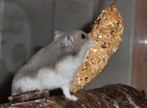 Knabberstangen aus Jingels Weihnachtsbäckerei – Hamsterhilfe NRW e.V.